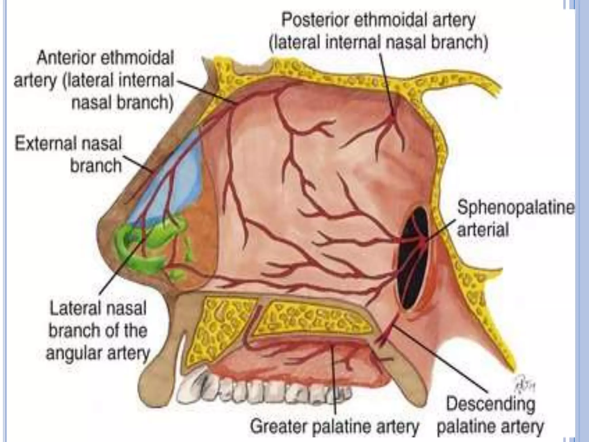 Lateral wall of nose | PPTX