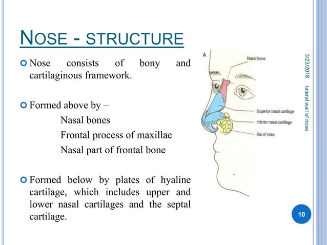 Lateral wall of nose | PPTX | Ear, Nose and Throat Conditions ...