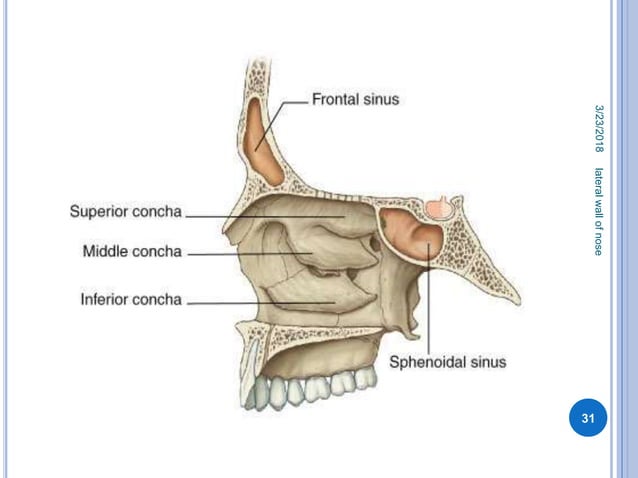 Lateral wall of nose | PPTX | Ear, Nose and Throat Conditions ...