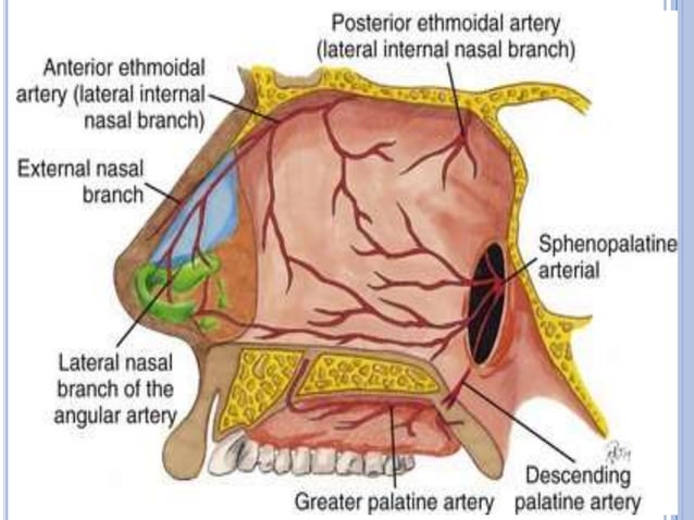 Lateral wall of nose | PPTX | Ear, Nose and Throat Conditions ...