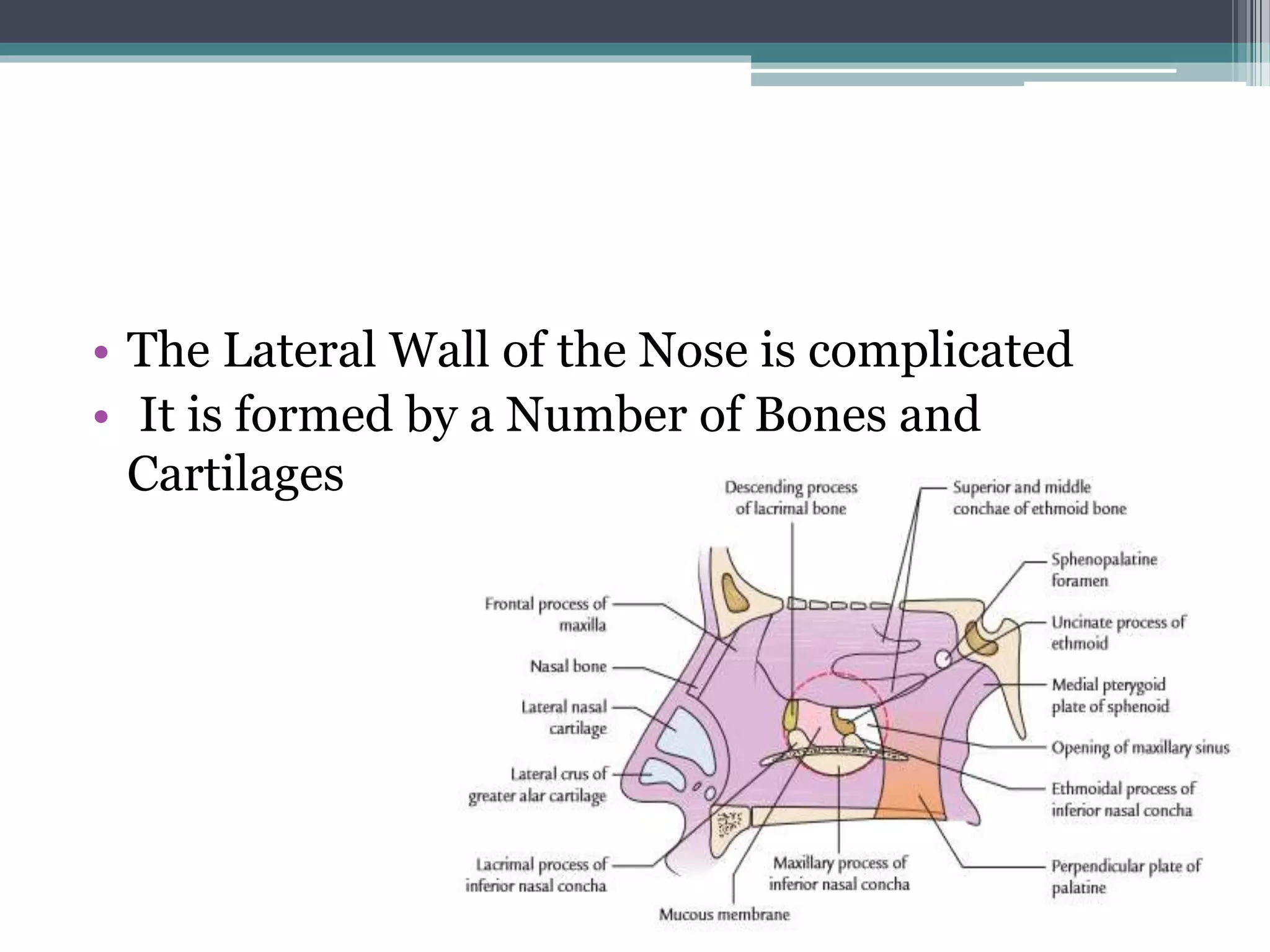 Lateral Wall of Nose | PPTX