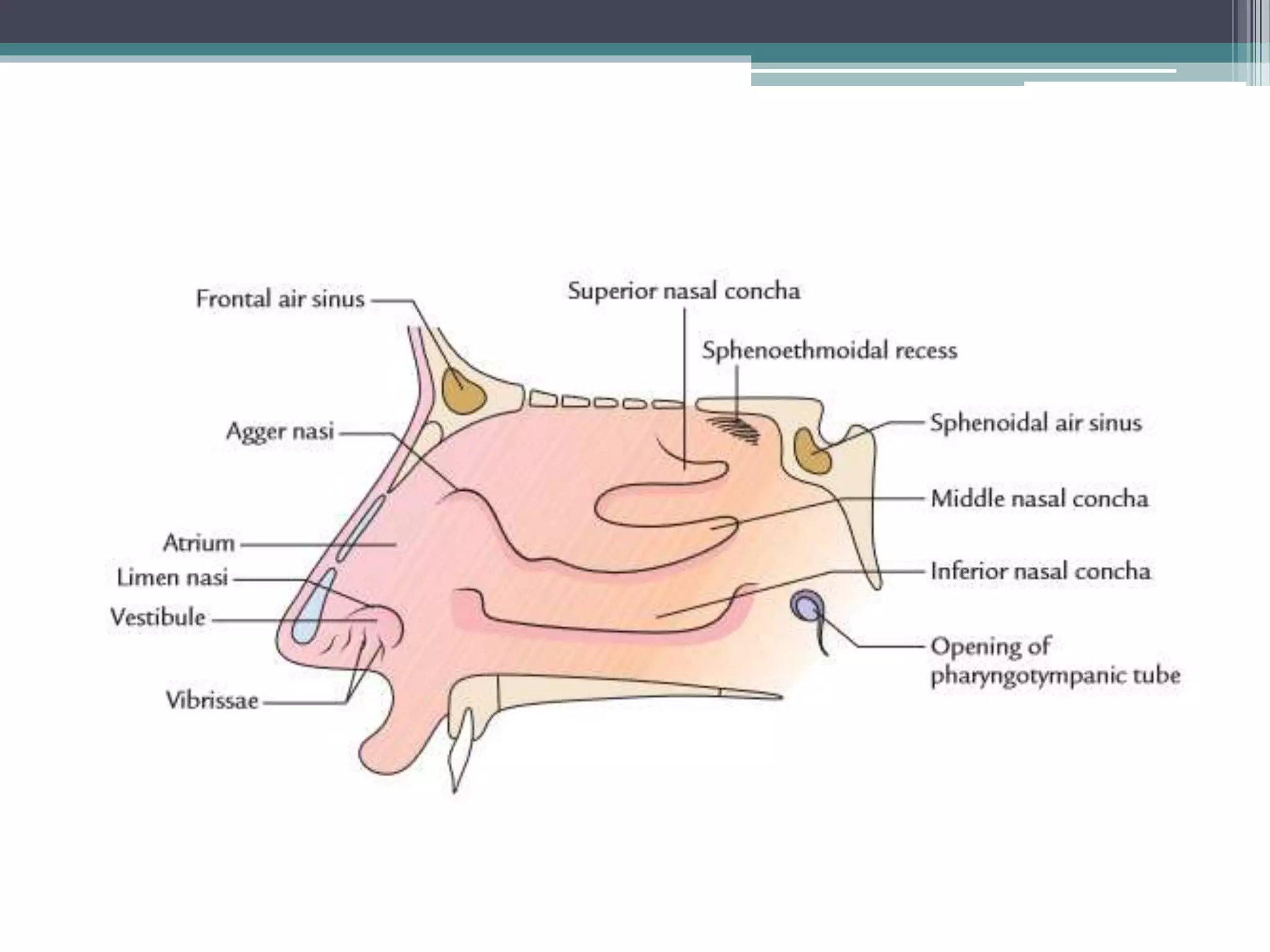 Lateral Wall of Nose | PPTX