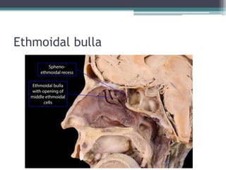 Lateral Wall of Nose | PPTX
