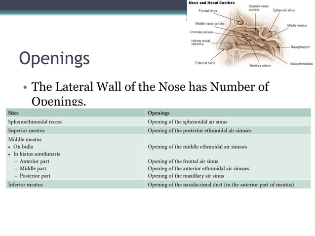Lateral Wall of Nose | PPTX