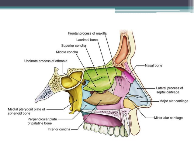 Lateral Wall of Nose | PPTX