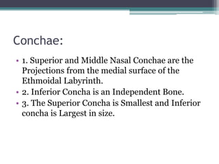 Lateral Wall of Nose | PPTX