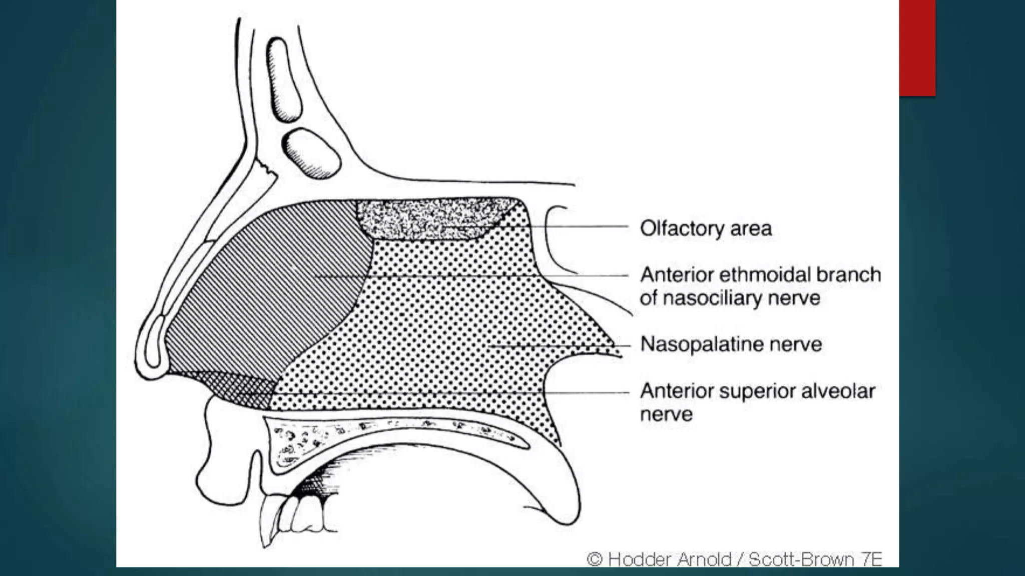 Anatomy of Internal Nose | PPTX