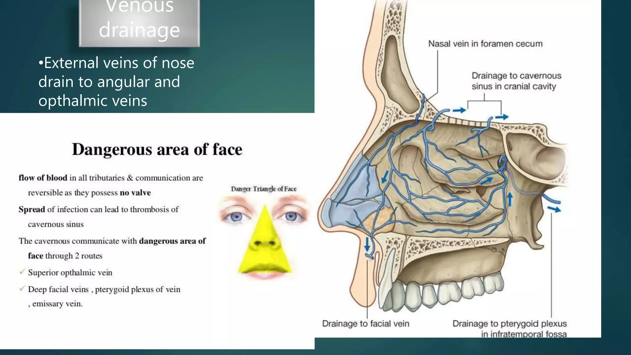 Anatomy of Internal Nose | PPTX | Ear, Nose and Throat Conditions ...