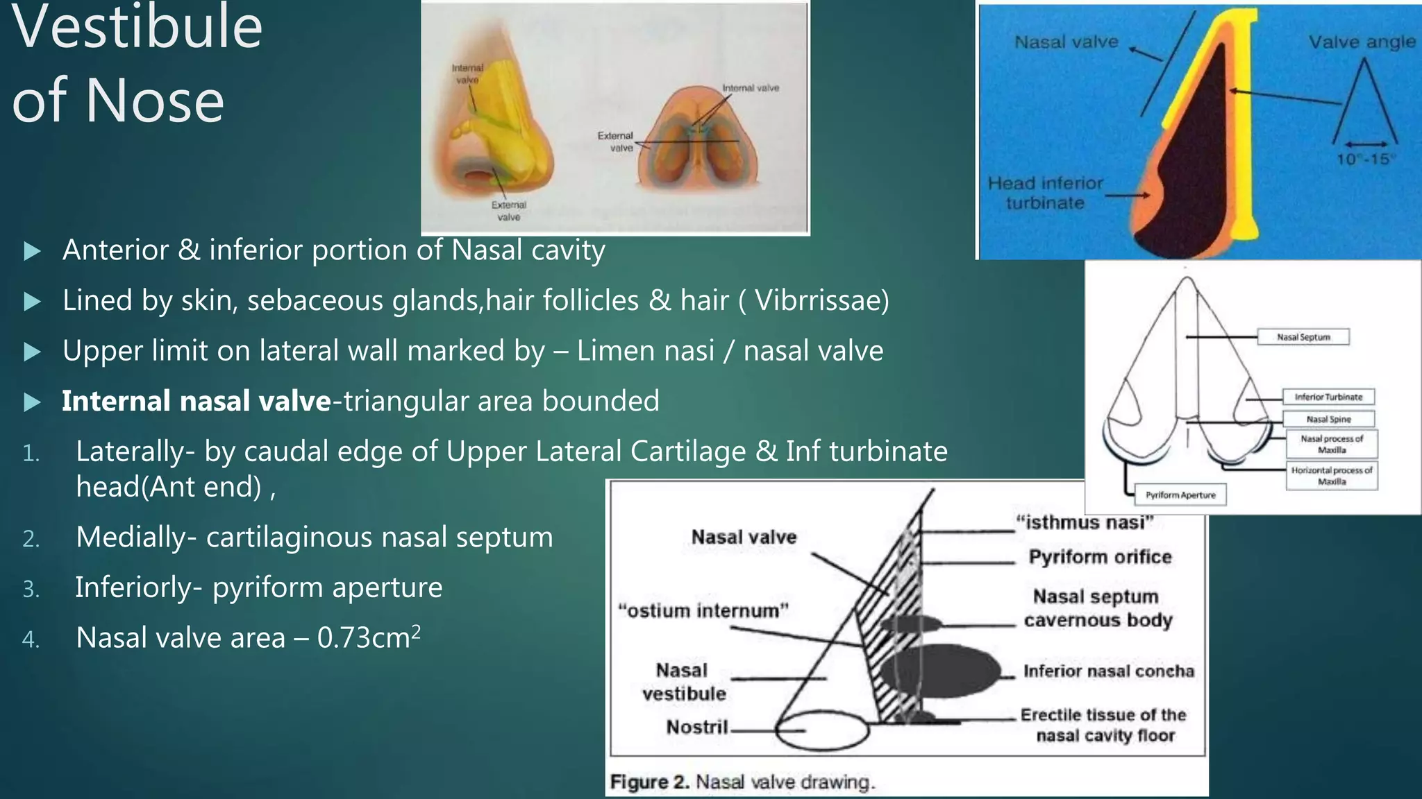 Anatomy of Internal Nose | PPTX