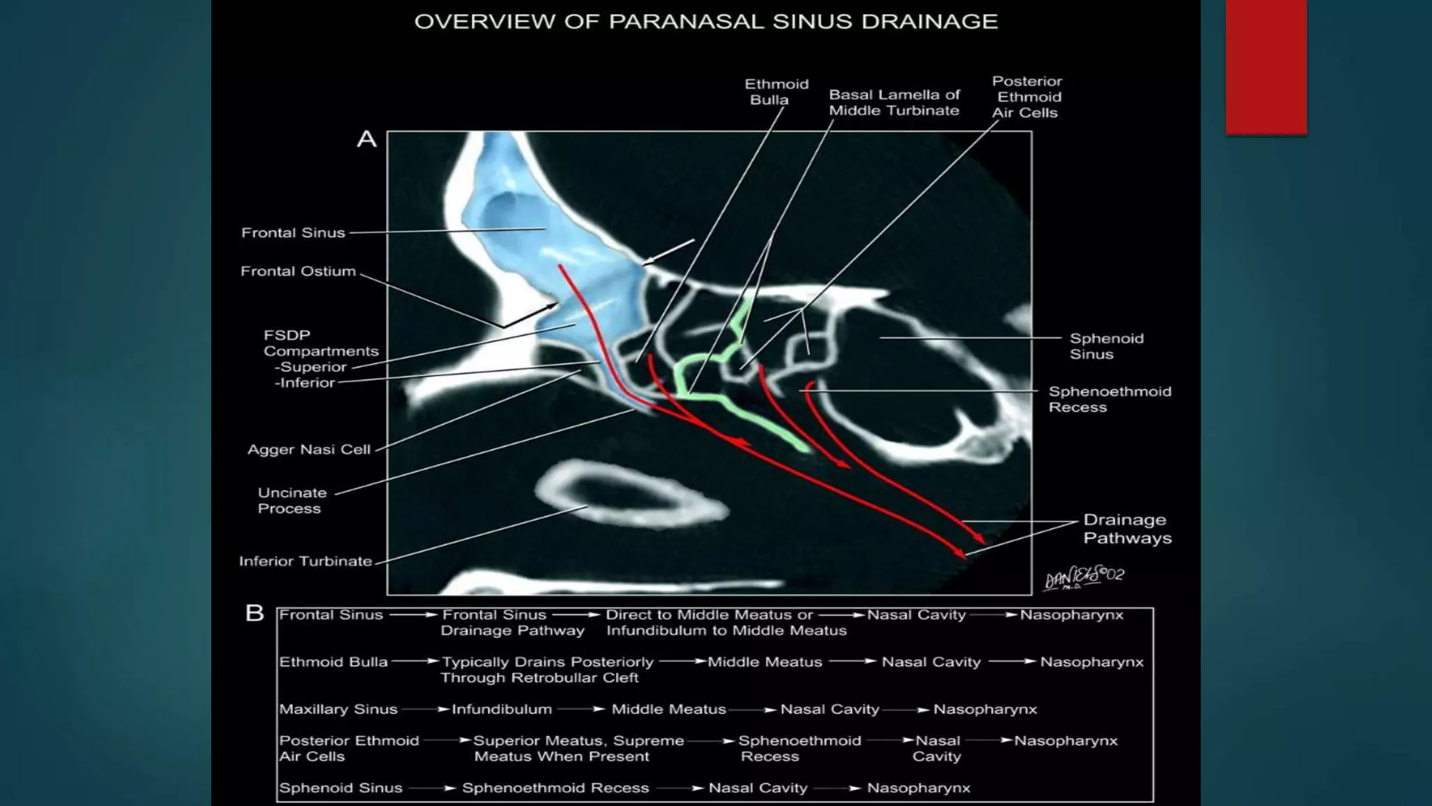 Anatomy of Internal Nose | PPTX