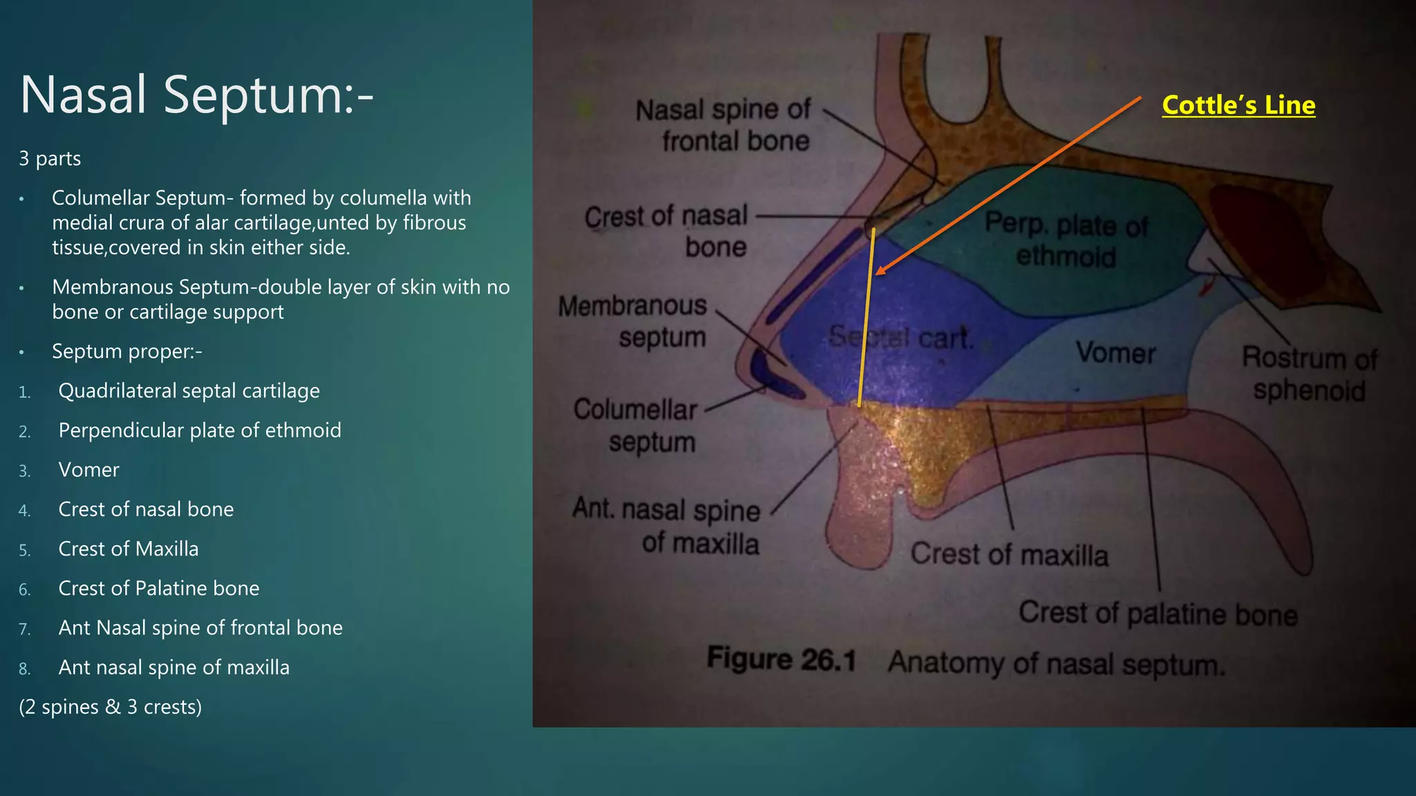 Anatomy of Internal Nose | PPTX | Ear, Nose and Throat Conditions ...