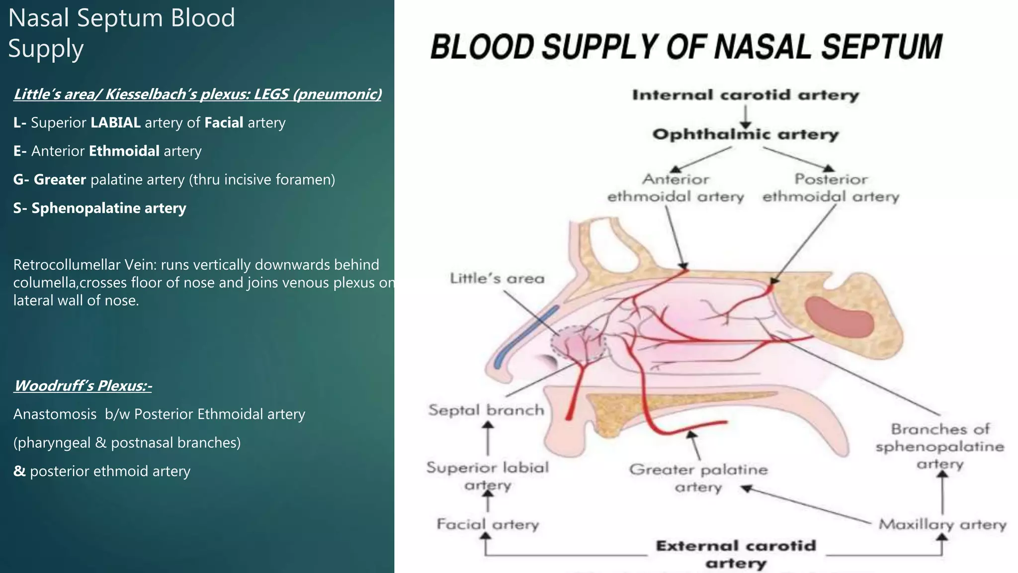 Anatomy of Internal Nose | PPTX