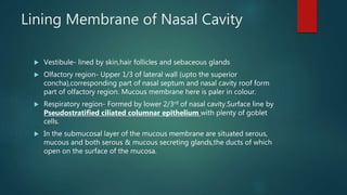 Anatomy of Internal Nose | PPTX