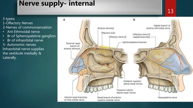 Anatomy of Internal Nose | PPTX | Ear, Nose and Throat Conditions ...