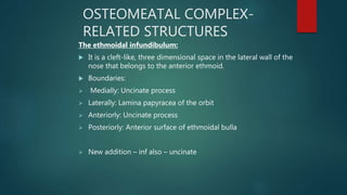 Anatomy of Internal Nose | PPTX