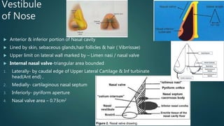 Anatomy of Internal Nose | PPTX