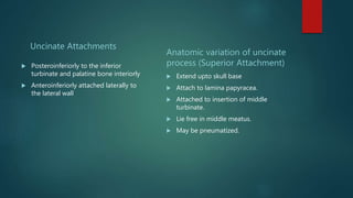 Anatomy of Internal Nose | PPTX