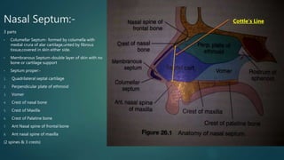 Anatomy of Internal Nose | PPTX