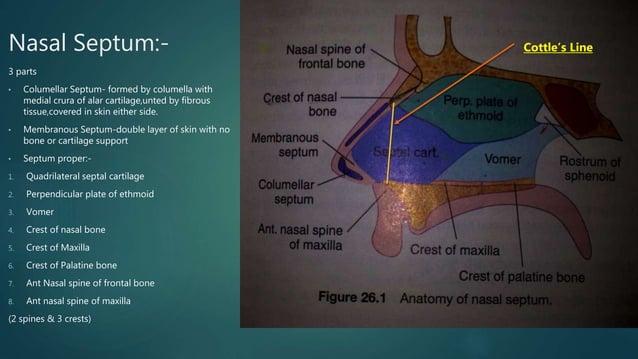 Anatomy of Internal Nose | PPTX | Ear, Nose and Throat Conditions ...