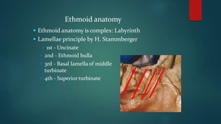 Anatomy of Internal Nose | PPTX