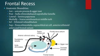 Anatomy of Internal Nose | PPTX | Ear, Nose and Throat Conditions ...