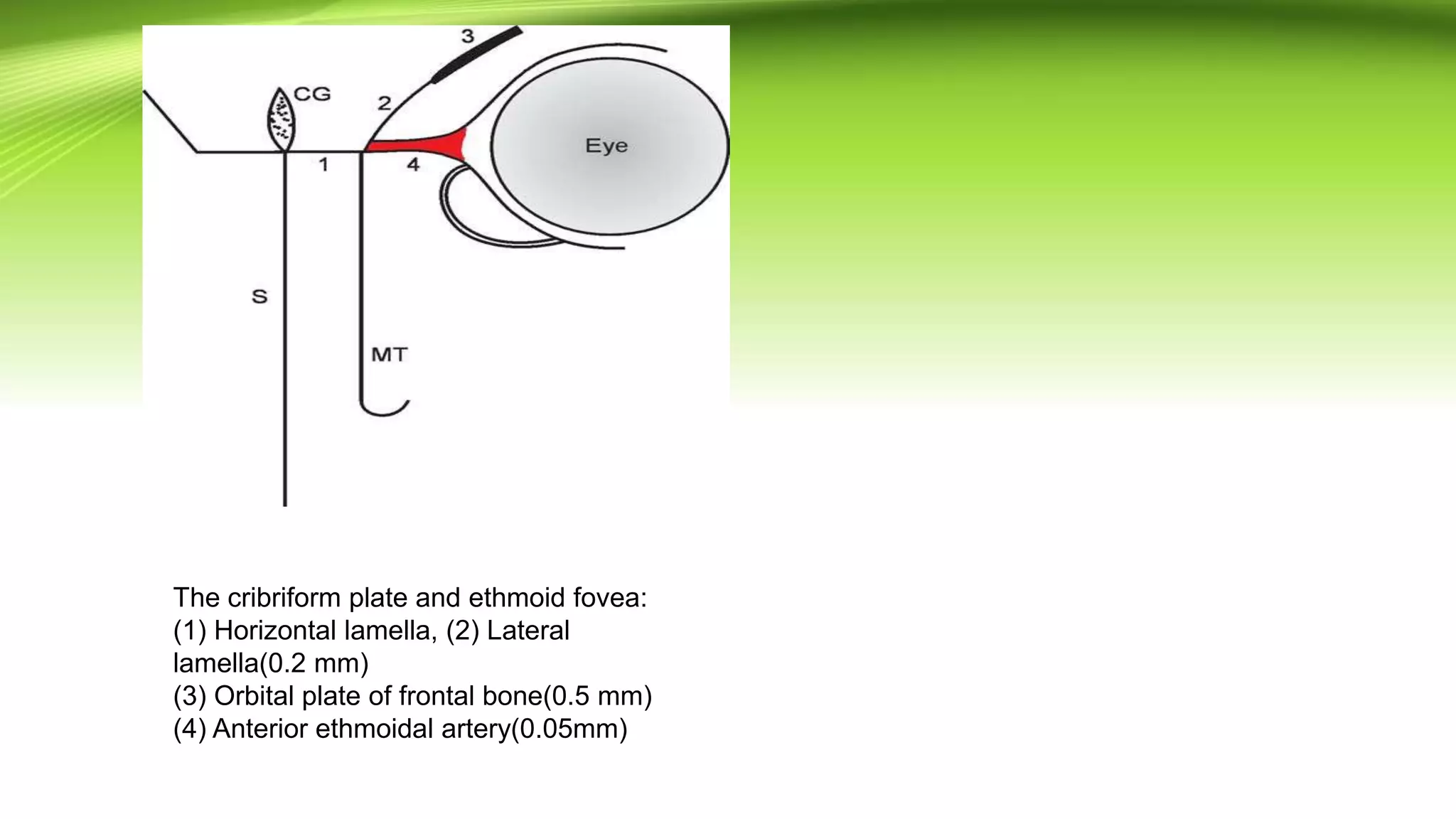 LATERAL WALL OF NOSE.pptx