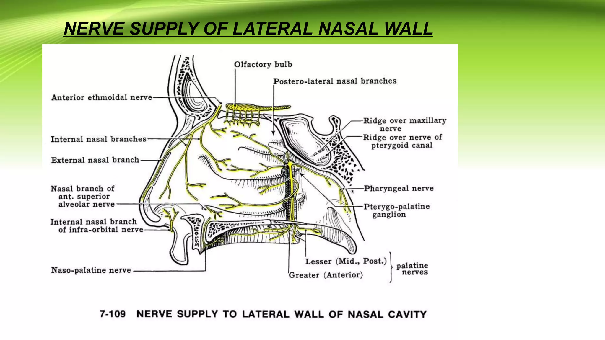 LATERAL WALL OF NOSE.pptx