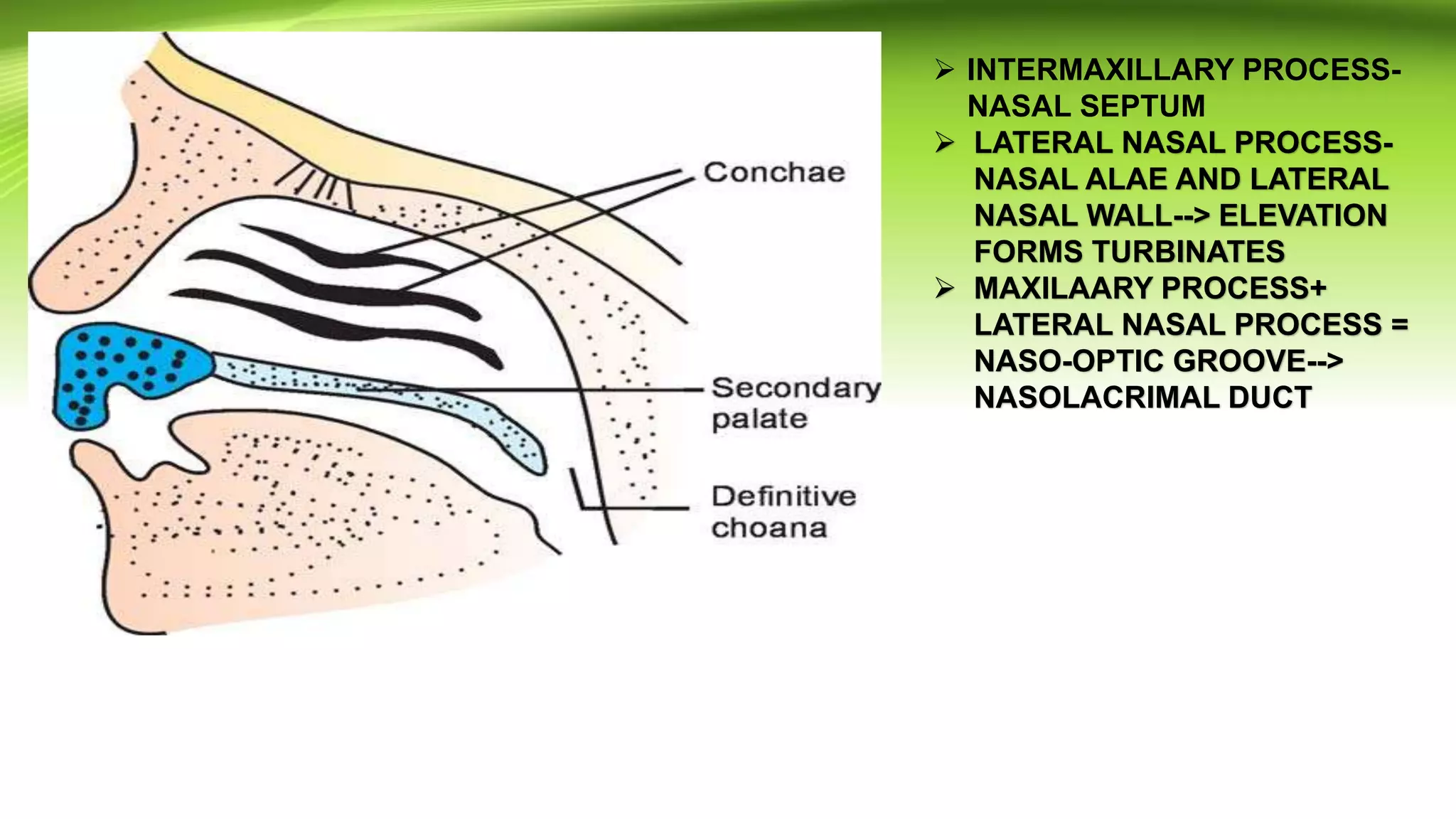 LATERAL WALL OF NOSE.pptx