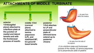 LATERAL WALL OF NOSE.pptx