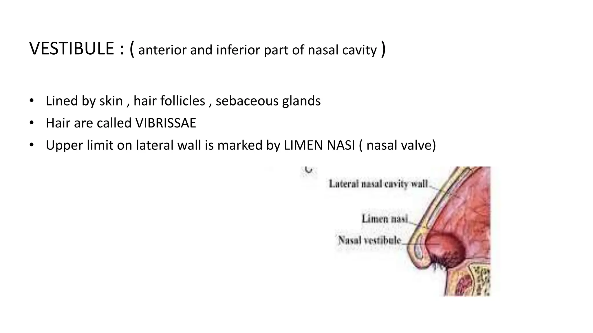 lateral wall of nose.pptx