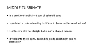 lateral wall of nose.pptx