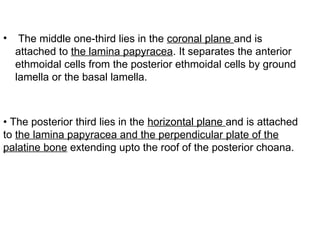 LATERAL WALL OF Nose 2.mckdnejejheijfjpptx | PPTX