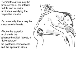 LATERAL WALL OF Nose 2.mckdnejejheijfjpptx | PPTX