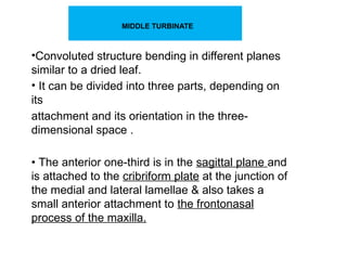 LATERAL WALL OF Nose 2.mckdnejejheijfjpptx | PPTX