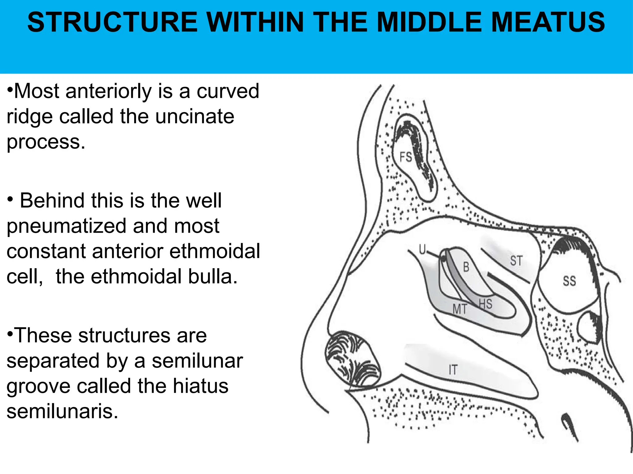 LATERAL WALL OF Nose anatomy presentation pptx | PPTX