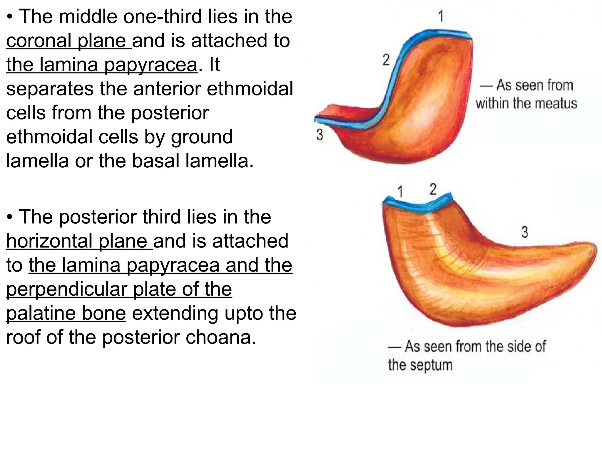 LATERAL WALL OF Nose anatomy presentation pptx | PPTX