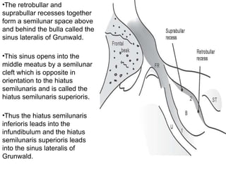 LATERAL WALL OF Nose anatomy presentation pptx | PPTX