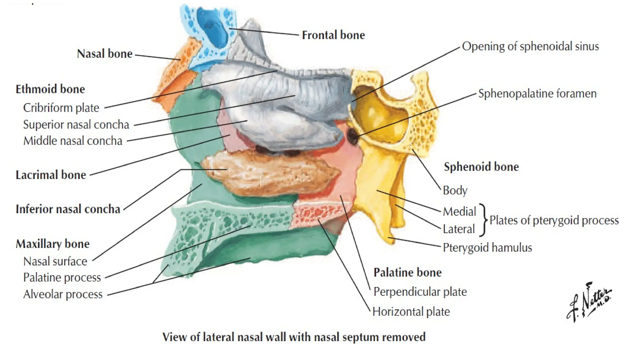 Lateral wall of nose and paranasal sinuses.pptx