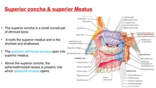 Lateral wall of nose and paranasal sinuses.pptx