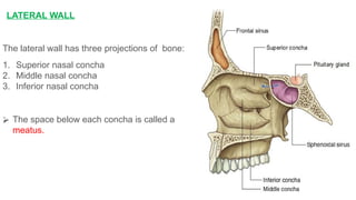 Lateral wall of nose and paranasal sinuses.pptx