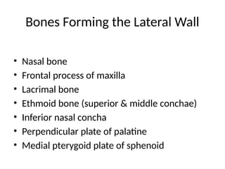 Lateral_Wall_of_Nose_PPT_4534345667.pptx