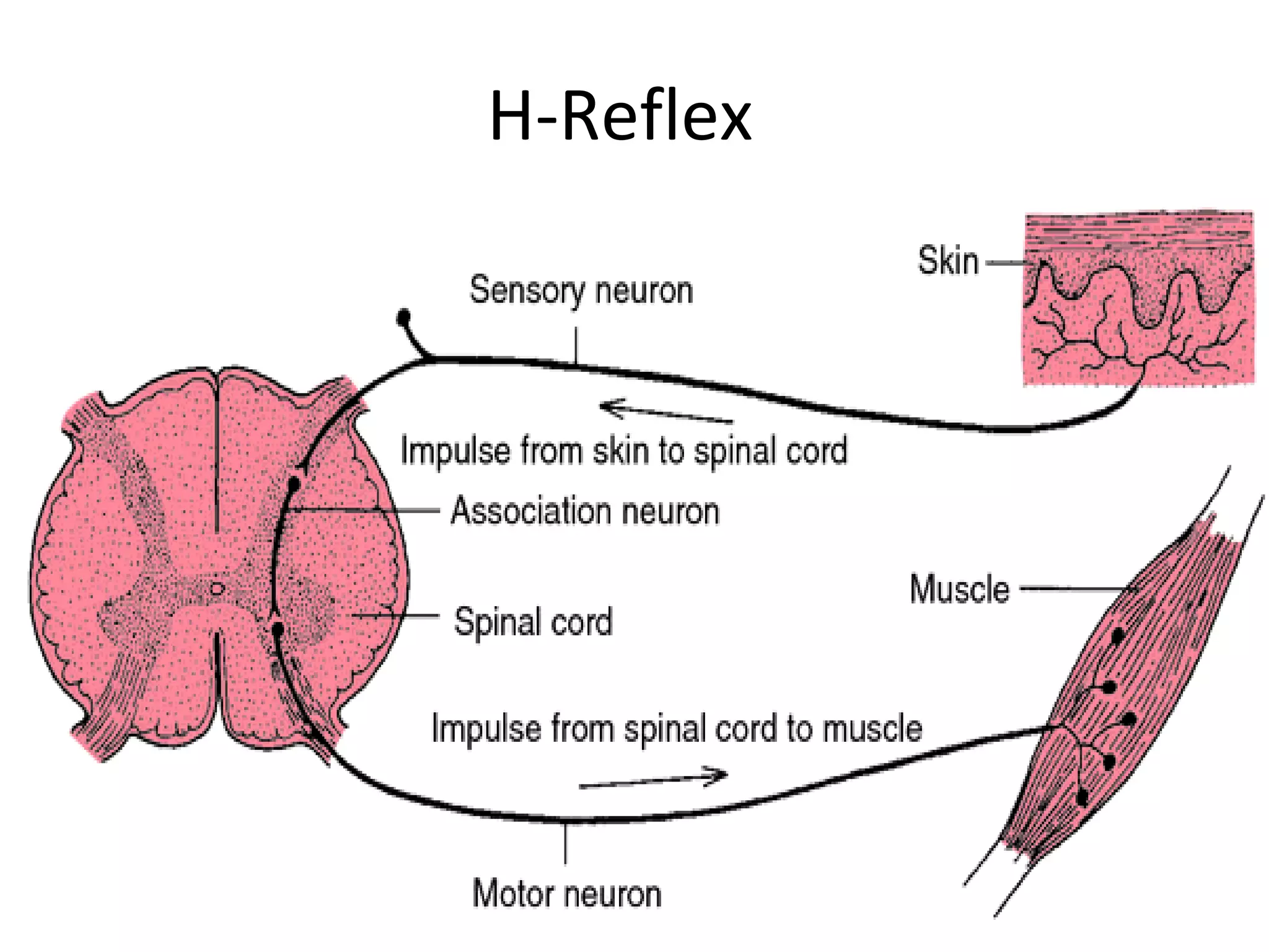 Late Responses (F-wave and H.Reflex) | PPT