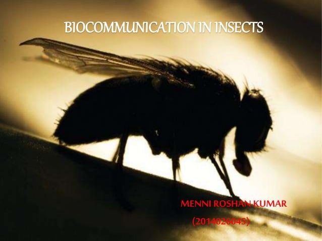 bio communication in insects | PPTX