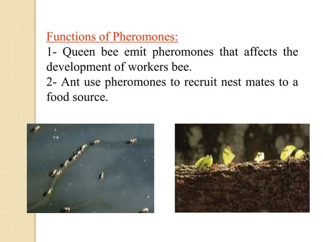 bio communication in insects | PPTX