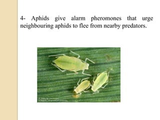 bio communication in insects | PPTX