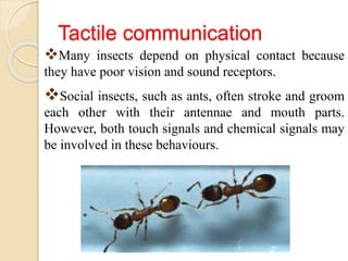 bio communication in insects | PPTX