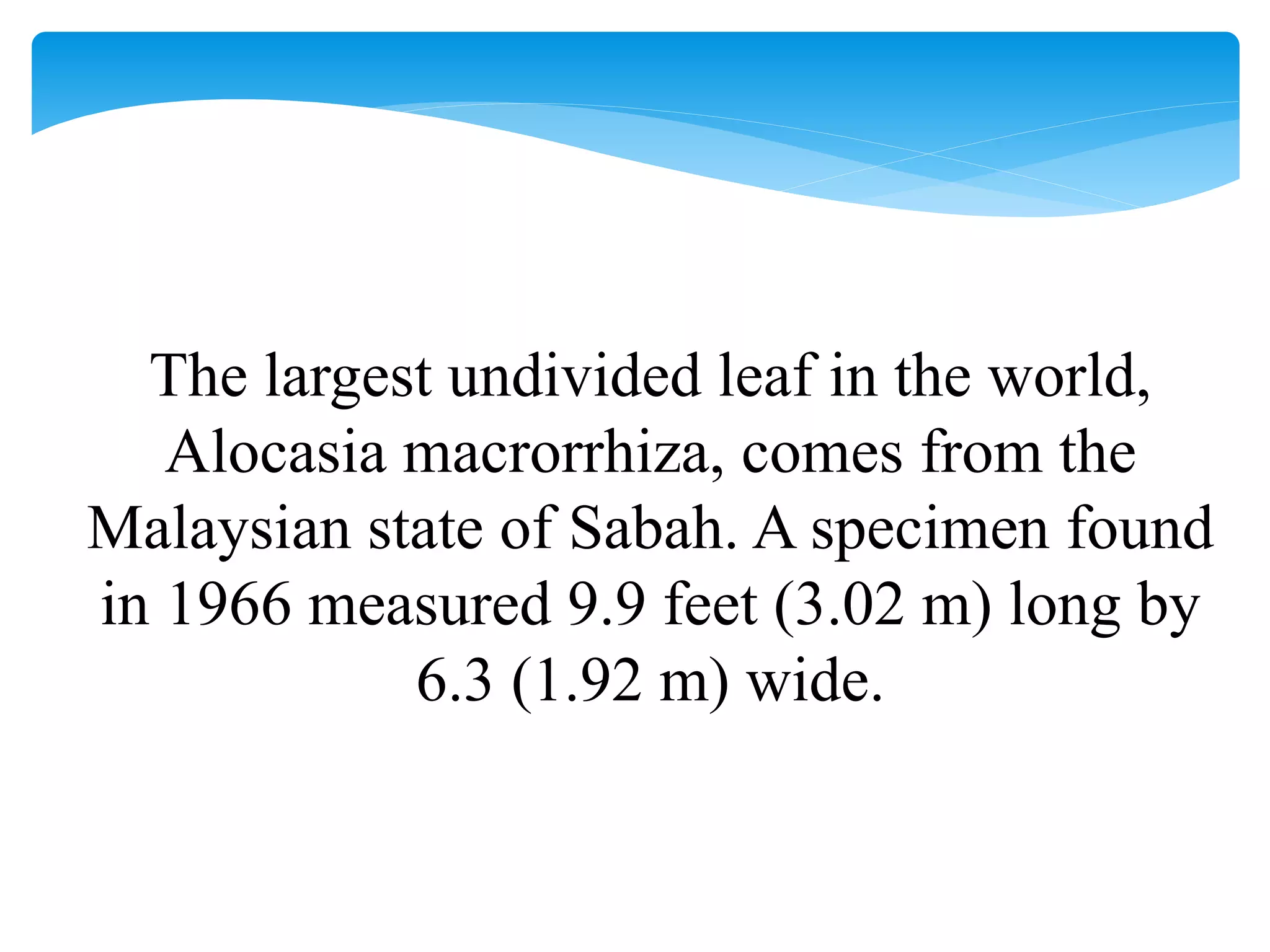 7 facts about malaysia! | PPTX