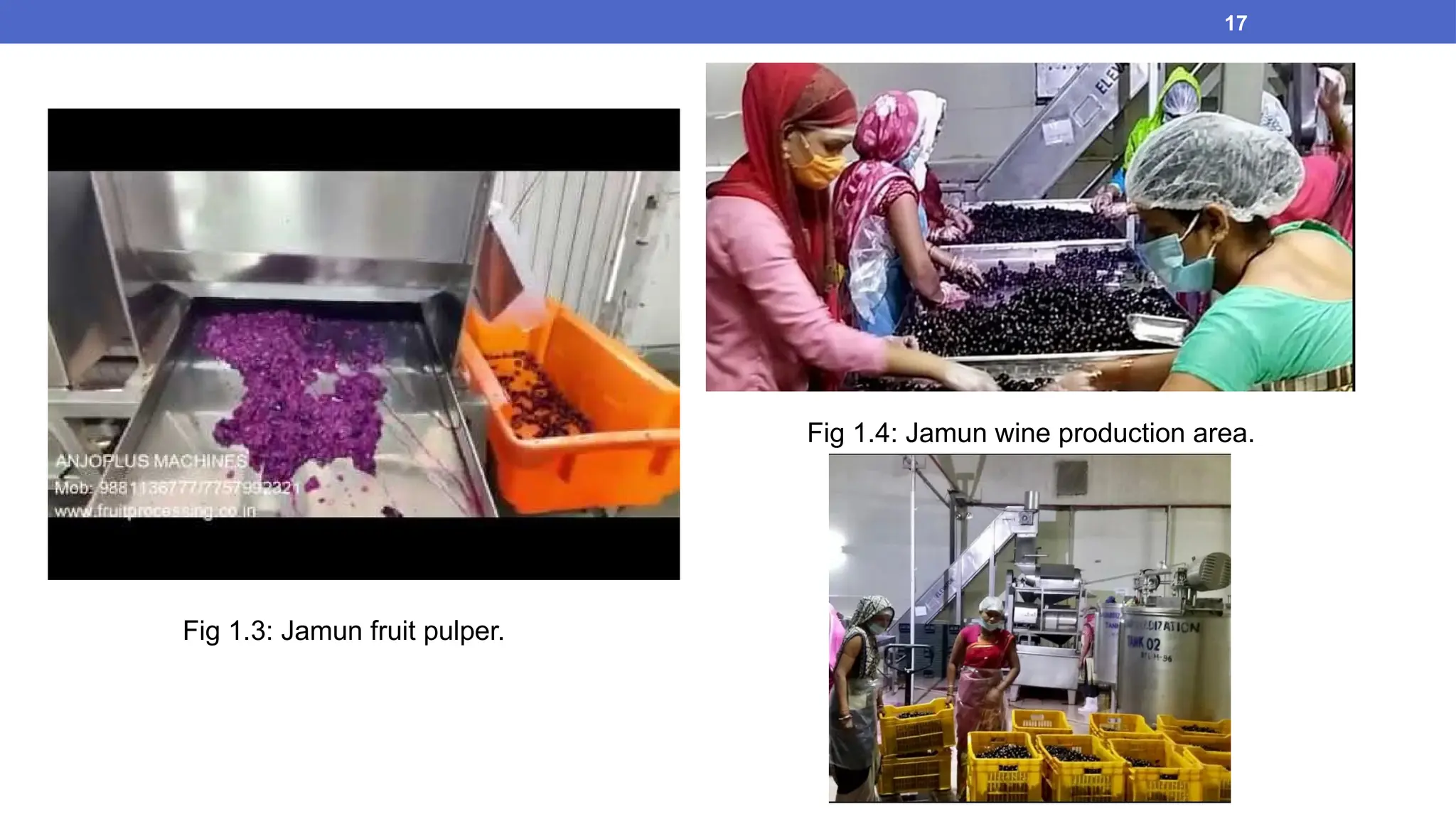 Case study on Jamun fruit/ Syzygium cumini.pptx