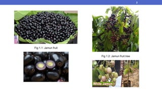 Case study on Jamun fruit/ Syzygium cumini.pptx