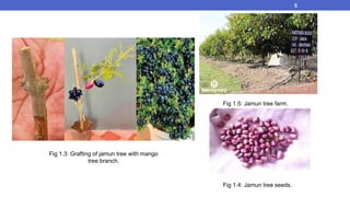 Case study on Jamun fruit/ Syzygium cumini.pptx
